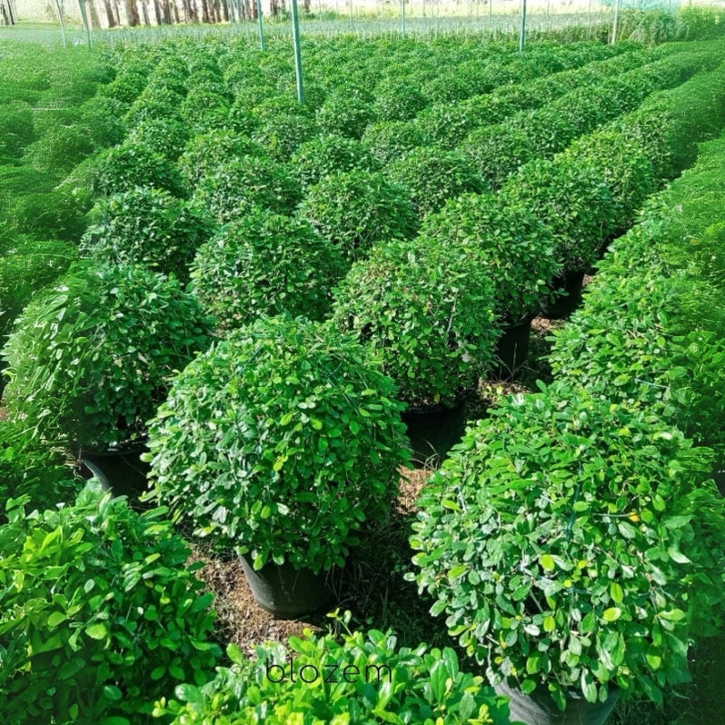 Fito Kale Half Tall Curled Seeds — Desert Garden for Plants and Flowers