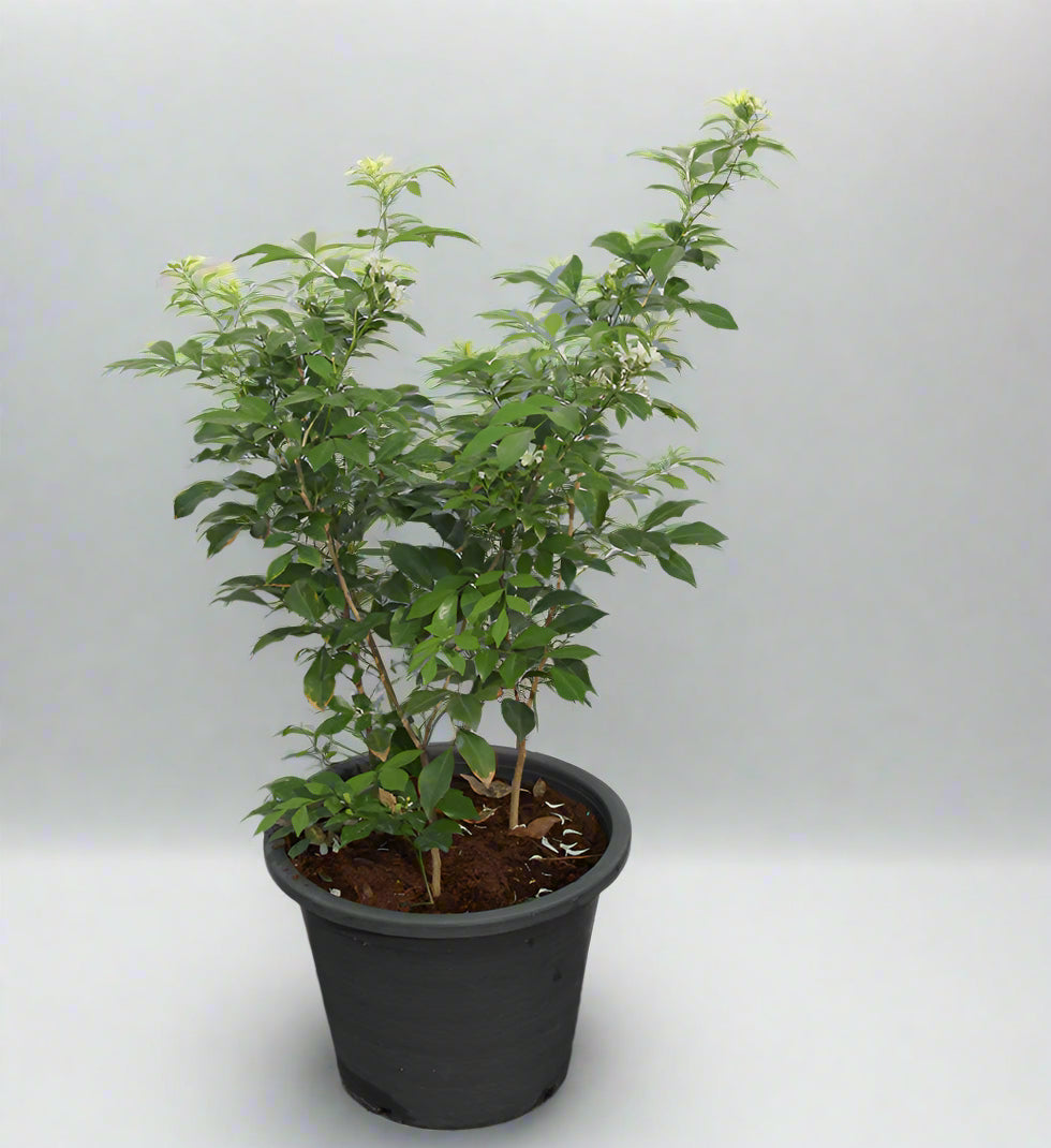 Murraya paniculata Bushy (50-60cm Ht, 4PP in 10Ltr Pot) — Desert Garden ...
