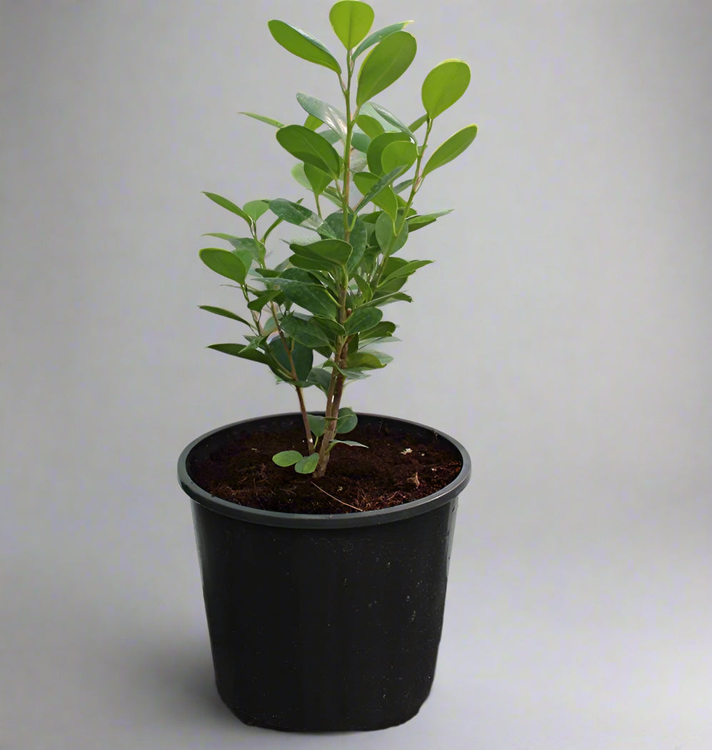 Ficus diversifolia (40-50cm Height, 6LTR pot) — Desert Garden for ...