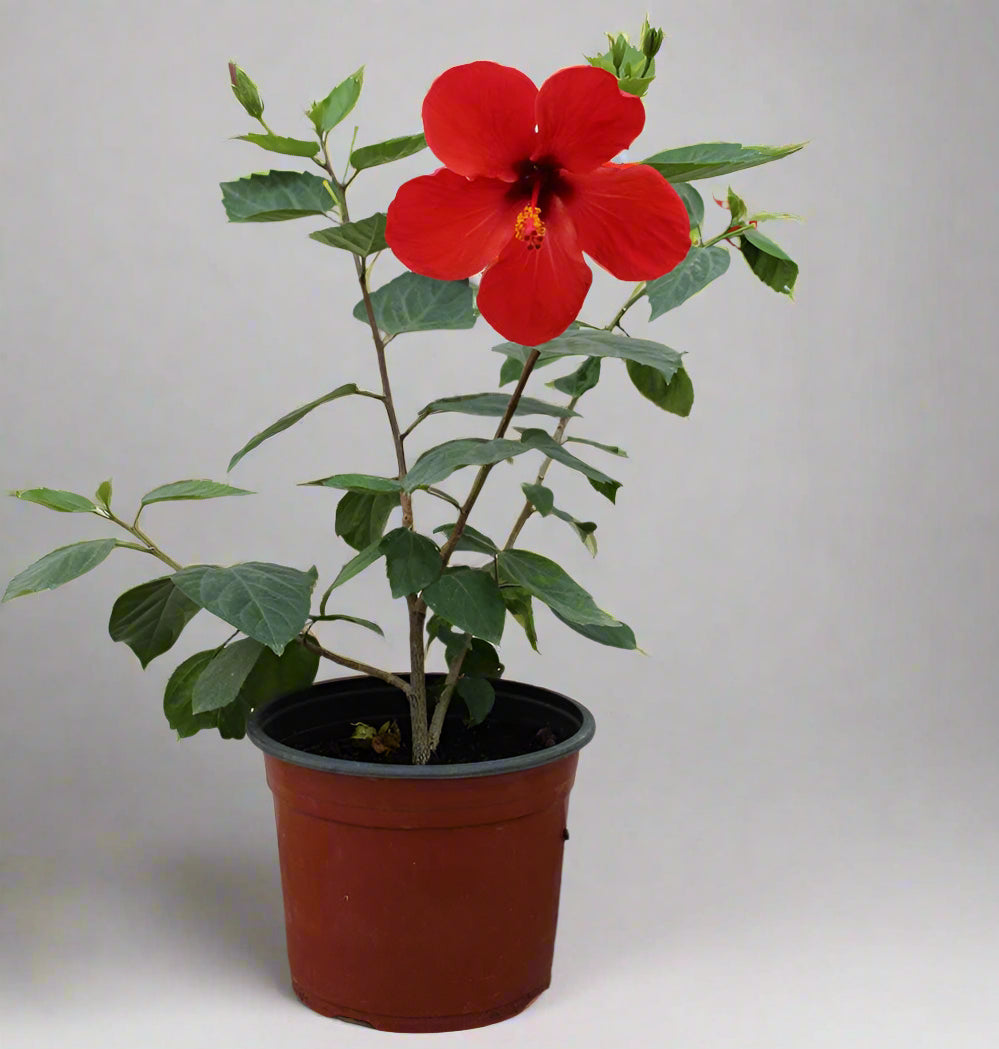 Hibiscus Red (Tall ) (40-50cm Ht, 1PP in 2Ltr Pot) — Desert Garden for ...