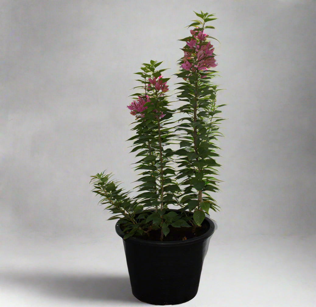 Bougainvillea 'Pink Pixie' (50-60cm Height, 5PP & Bushy) — Desert ...