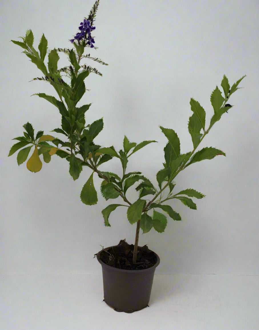 Duranta (Repens Golden)(40-50cm Ht, 1PP in 15cm Pot) — Desert Garden ...