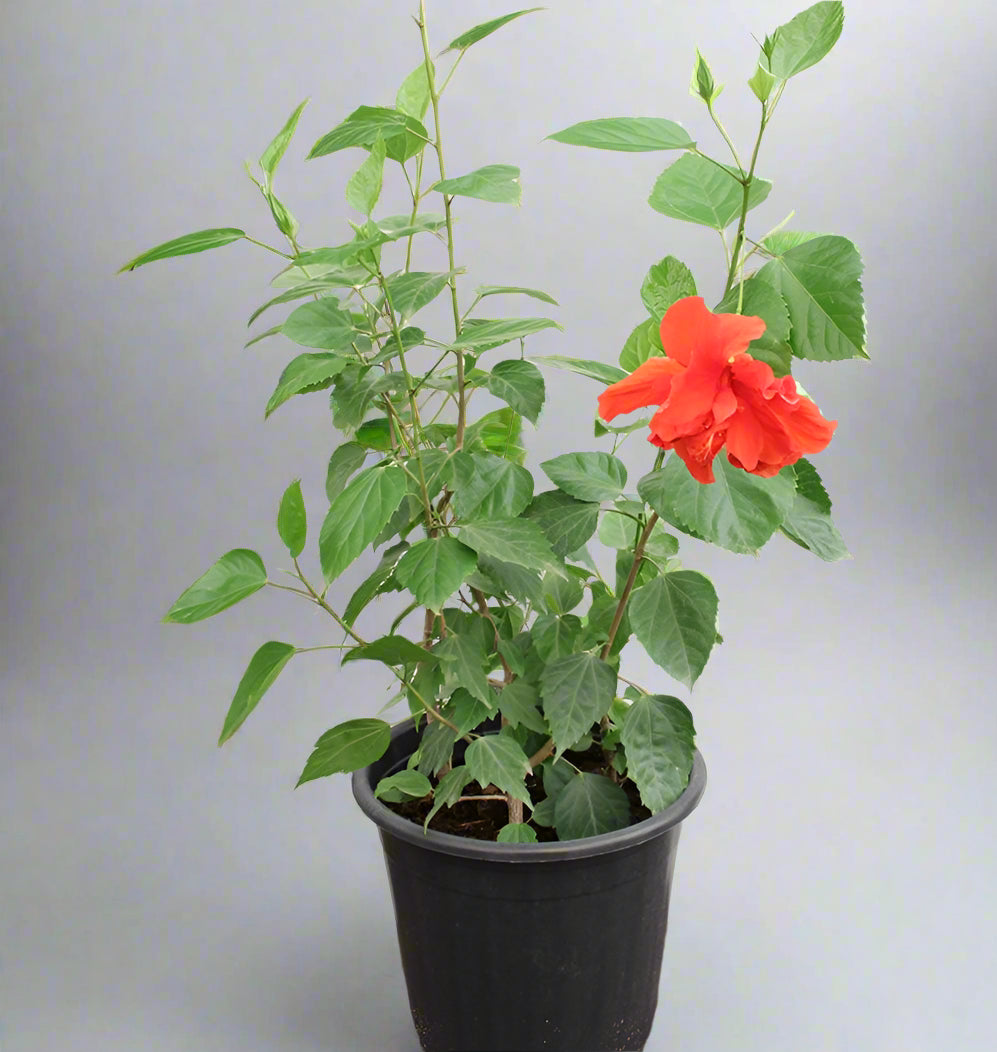 Hibiscus rosa-sinensis (60-80cm Ht, 3PP in 10Ltr Pot) — Desert Garden ...