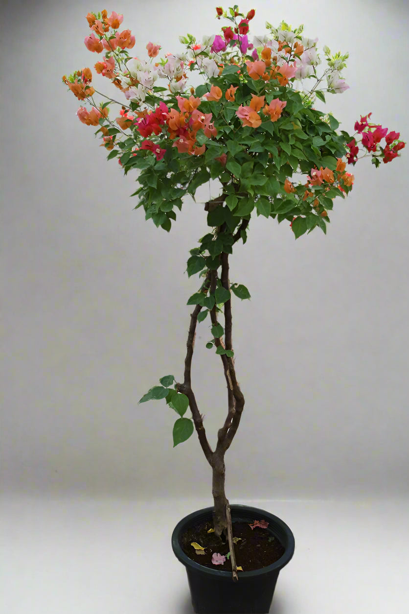 Bougainvillea Umbrella Shape 60-70cm Ht, 30cm Dia — Desert Garden for ...