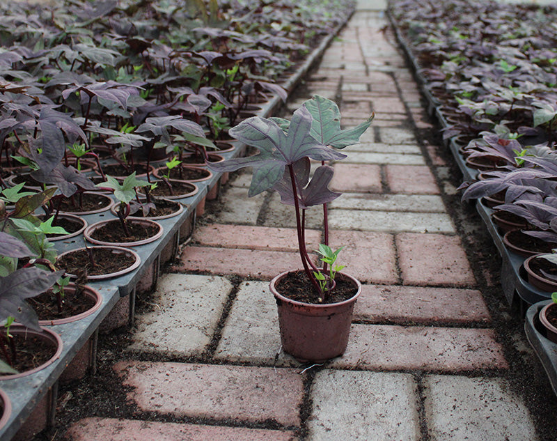 Ipomoea Batata Red (10-15cm Ht & Sp in 10cm Pot) — Desert Garden for ...