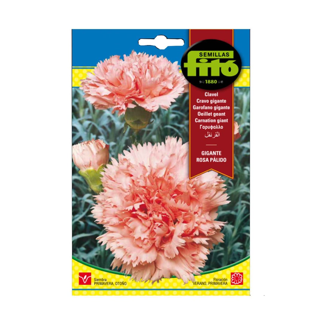 Fito Carnation giant pink Seeds — Desert Garden for Plants and Flowers