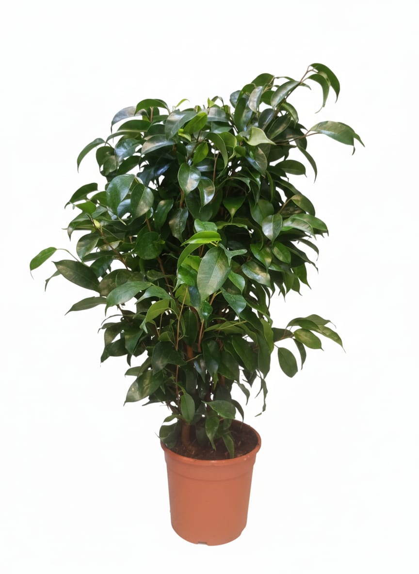 Ficus Benjamina 75cm ht — Desert Garden for Plants and Flowers