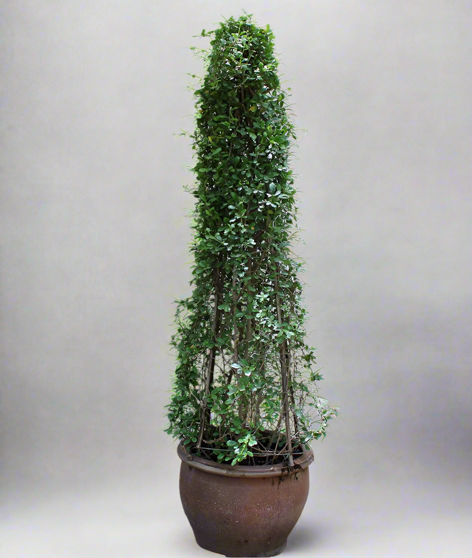 Ehretia Cone Shape ( 1.5 Meter Total Height ) — Desert Garden for ...