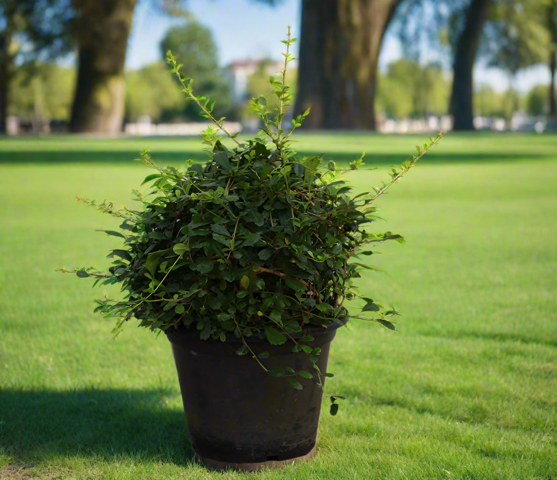 Ehretia microphylla ( Ball ) (25cm Dia,) — Desert Garden for Plants and ...