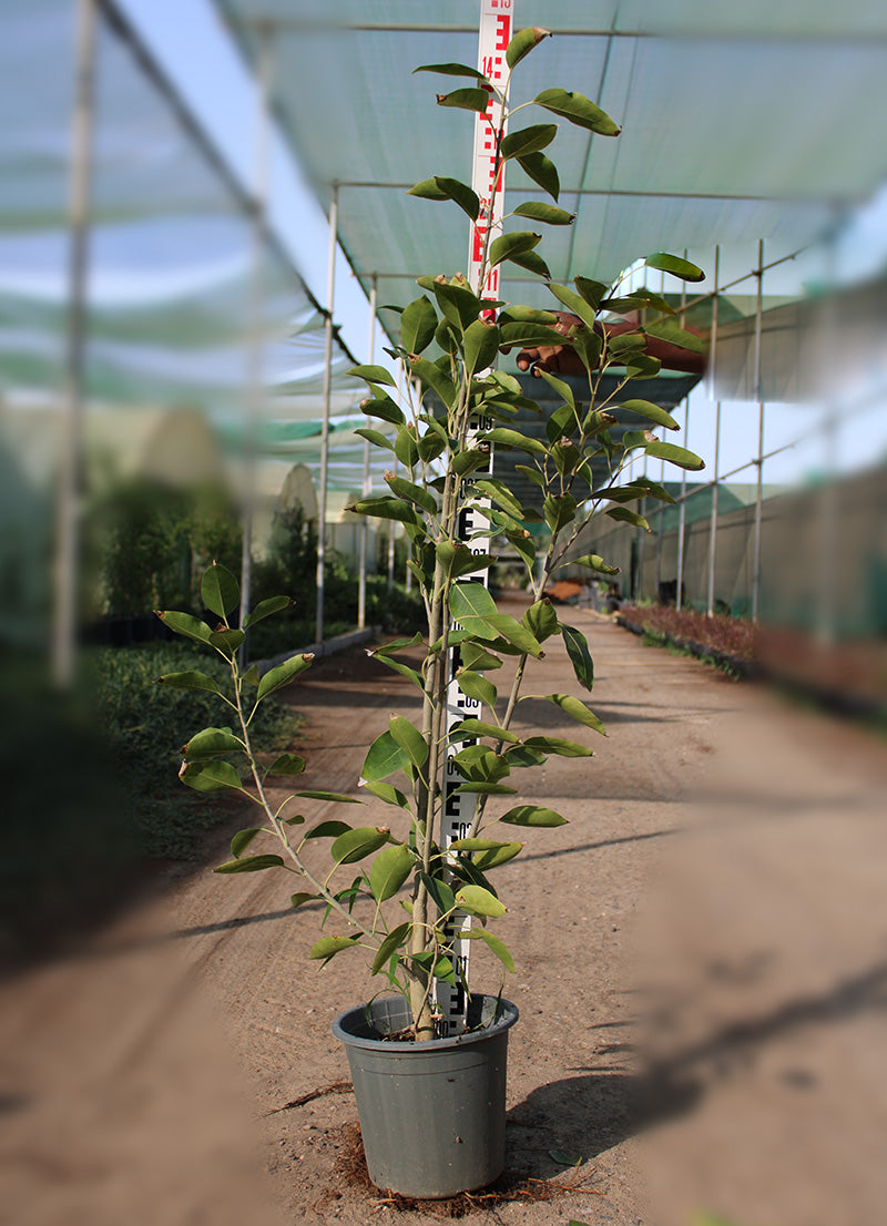 Ficus Altissima (1.2-1.5m Ht) — Desert Garden for Plants and Flowers