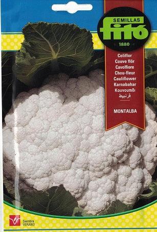 Fito Cauliflower Alba — Desert Garden for Plants and Flowers